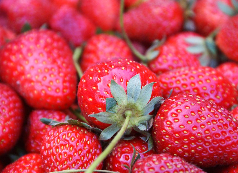 Fresas y fresones | Gastronomía & Cía