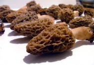 Colmenillas | Gastronomía & Cía