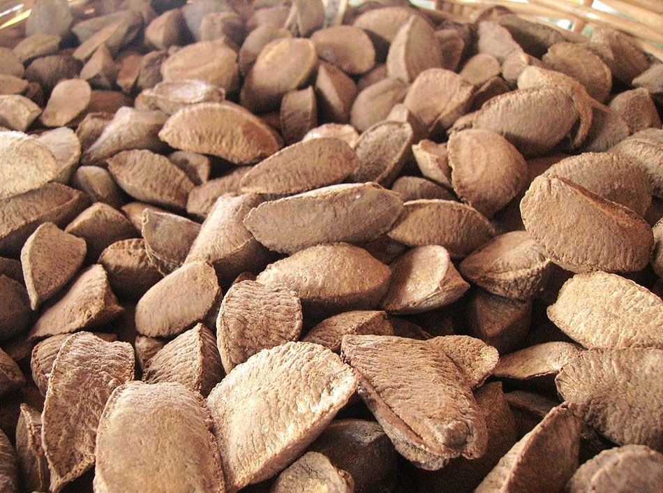 Nuez de Brasil | Gastronomía & Cía