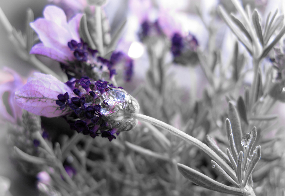 Clasificación de diez olores básicos | Gastronomía & Cía