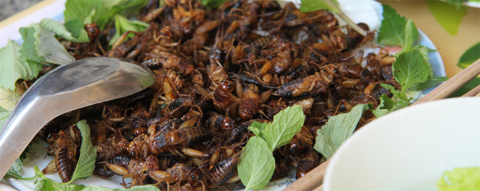 Introducción de los insectos en la alimentación, un reto del futuro de ...