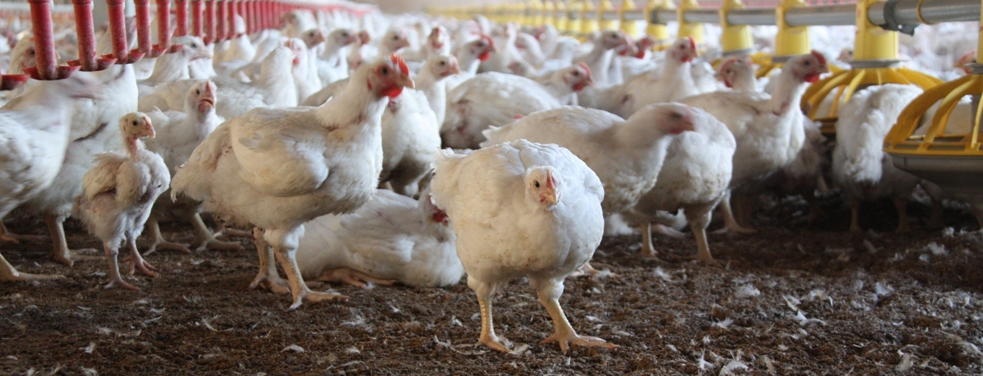 Los pollos procesados estadounidenses viajarán 22.500 kilómetros ...