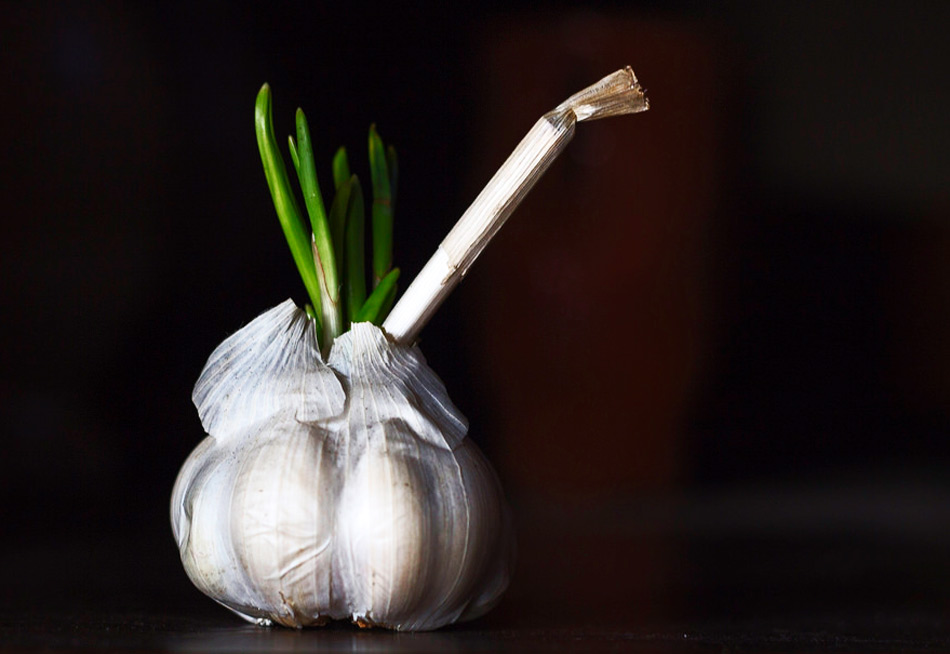 Dégermer o desgerminar | Gastronomía & Cía