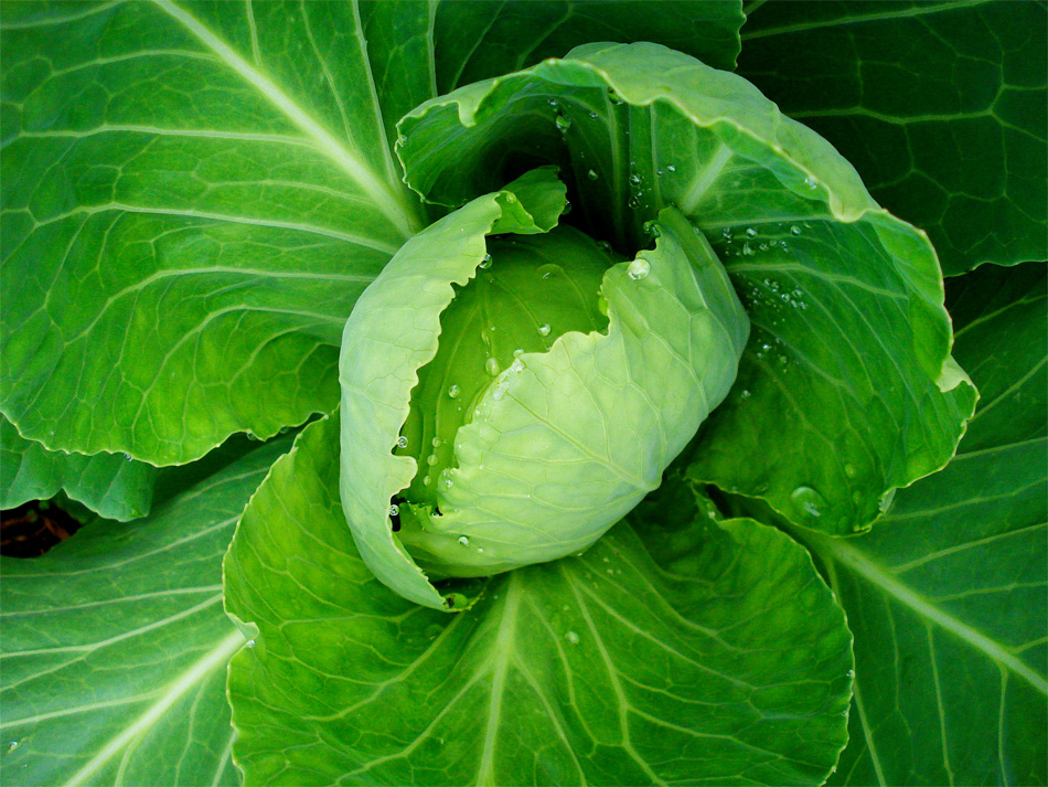 La diferencia de precio del repollo ha rozado el 1.000% | Gastronomía & Cía