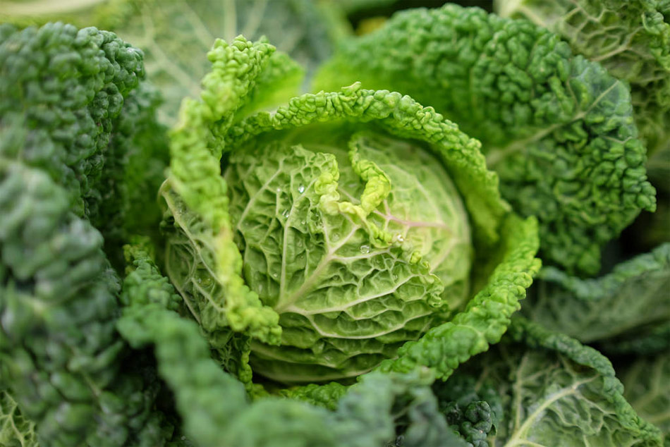 La diferencia de precio en el repollo alcanza el 973% | Gastronomía & Cía