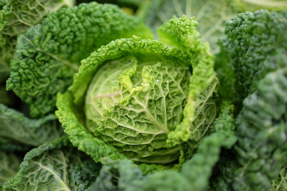 La diferencia de precio en el repollo es de un 955% | Gastronomía & Cía