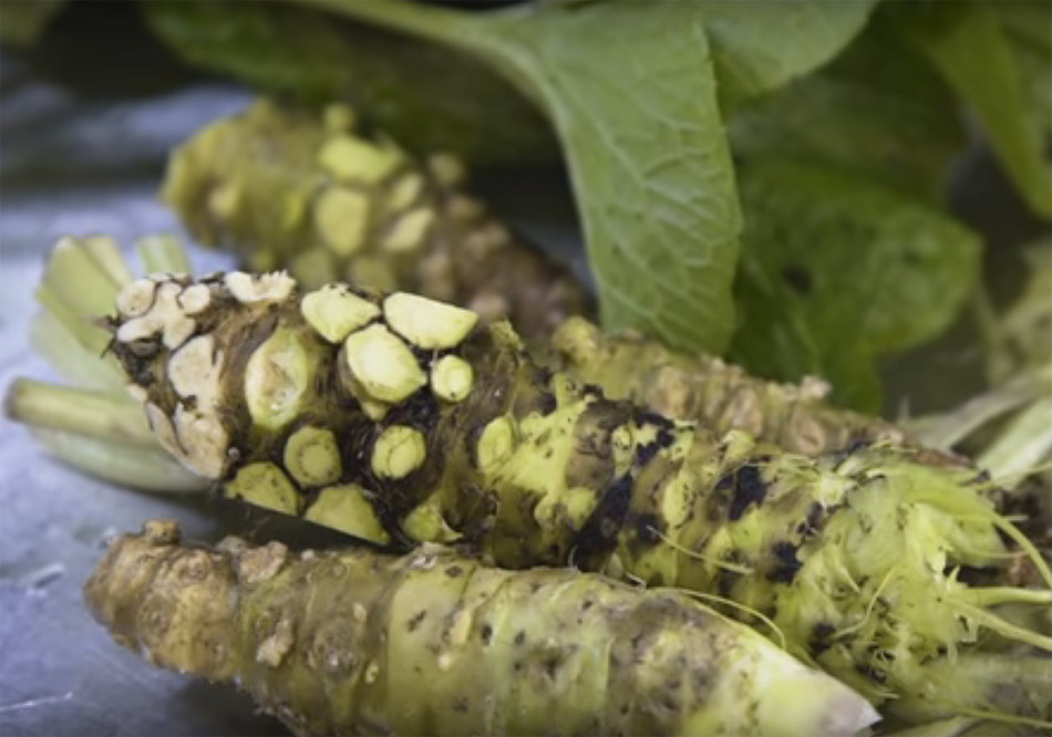 El wasabi que consumimos probablemente no es wasabi | Gastronomía & Cía