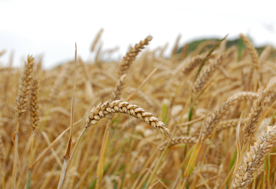 Identificado el gen que controla la forma y el tamaño de las espigas ...