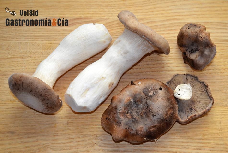 Pleurotus eryngii o seta de cardo, las dos variedades más populares ...