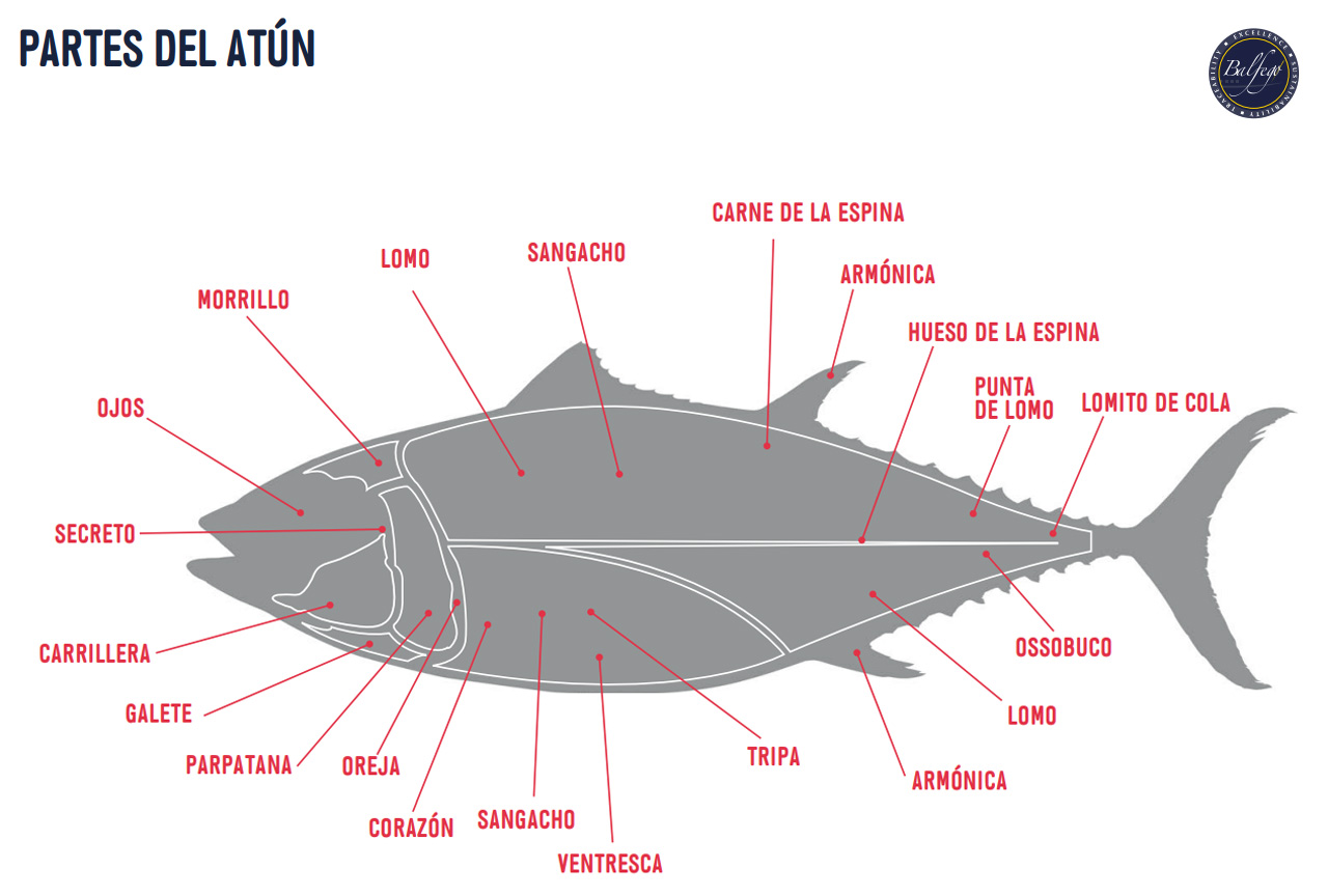 Despiece Del At n Rojo Partes Del Thunnus Thynnus Y Sus
