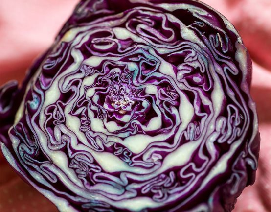 Nuevo colorante azul cian obtenido de la col lombarda o morada ...