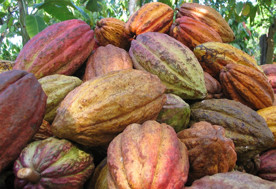 La agricultura celular podría garantizar un suministro de cacao ...
