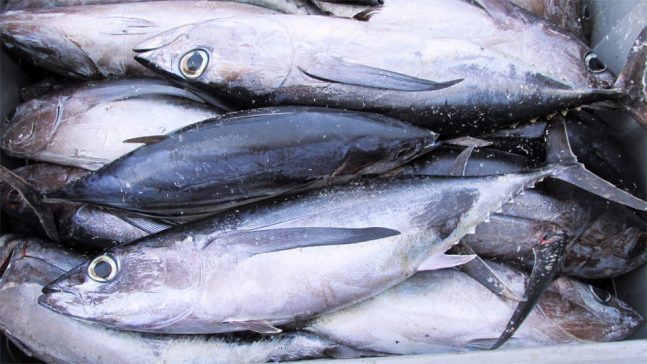 Bonito, atún blanco, albacora… (‘Thunnus alalunga’), ¿qué sabes de uno ...