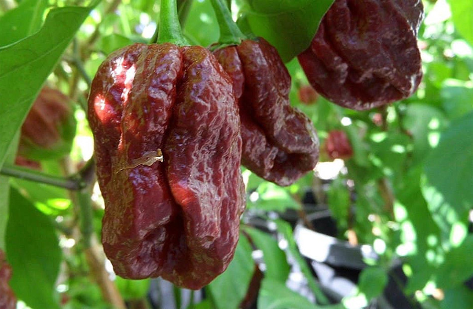 Lista de los chiles más picantes del mundo 2023 | Gastronomía & Cía