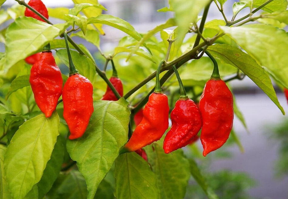 Lista de los chiles más picantes del mundo 2023 | Gastronomía & Cía