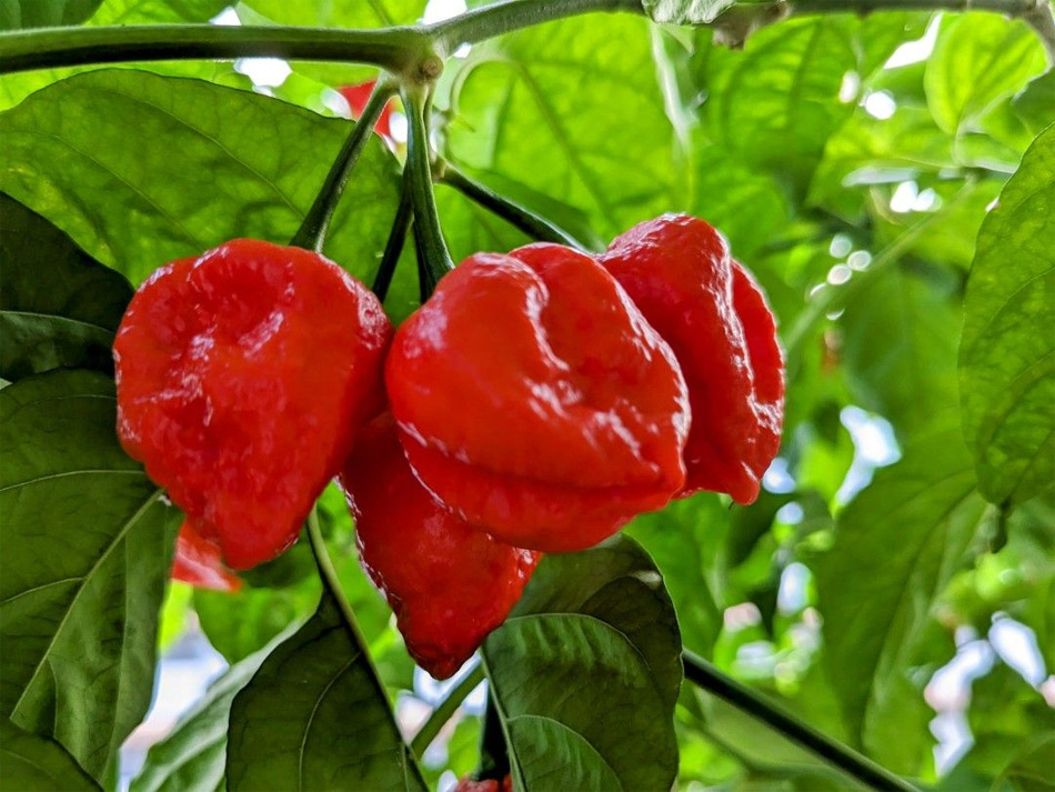 Lista de los chiles más picantes del mundo 2023 | Gastronomía & Cía