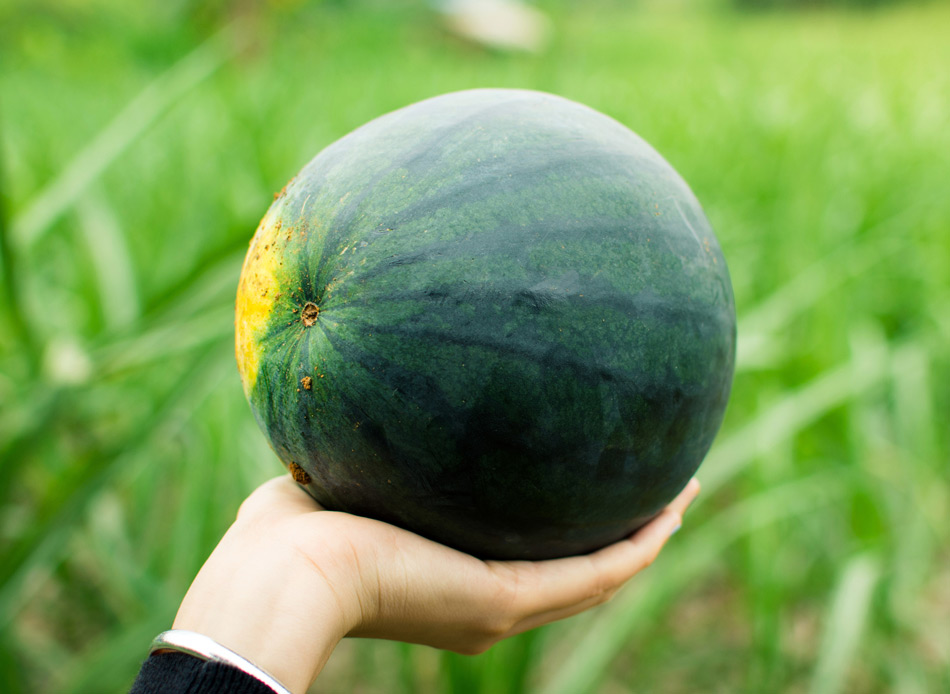 10 cosas que debemos saber cuando vamos a comprar una sandía entera ...