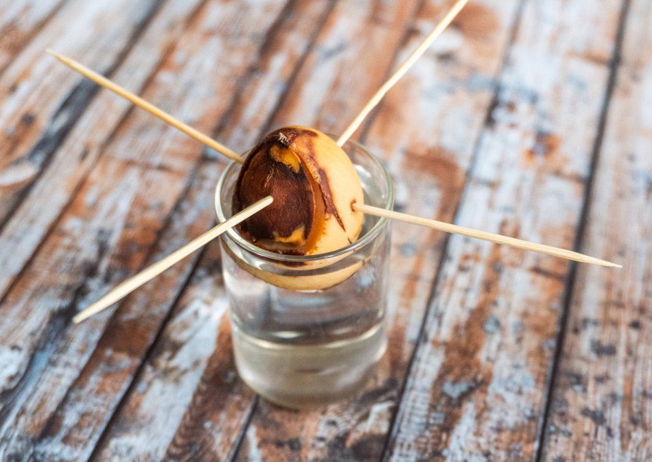 Cultivar aguacate en casa, primero en agua y después en maceta | Gastronomía & Cía