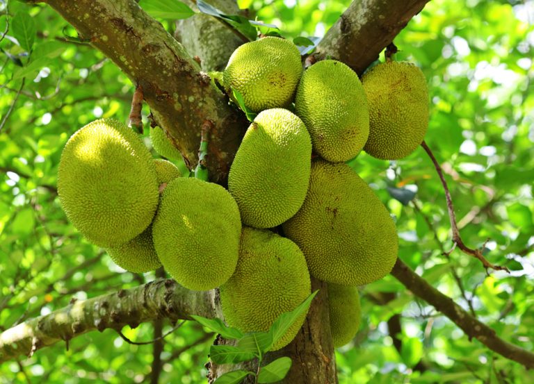 Jackfruit, jaca o yaca, origen y beneficios de una fruta con textura de ...
