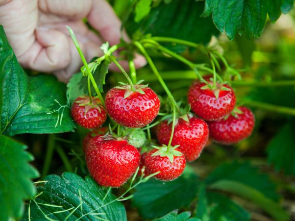 Fresas y fresones: Qué debes saber sobre esta fruta deliciosa y ...