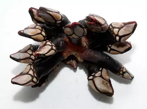 percebes que son
